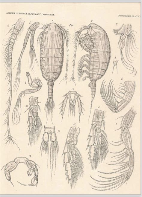 Copepod Drawing