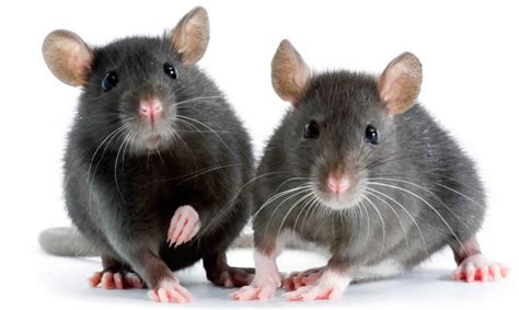 Rat Bite Fever Causes Symptoms Rash Diagnosis And Treatment