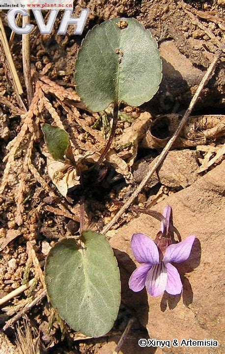 细距堇菜Viola tenuicornis W Beck 植物图片库 植物通