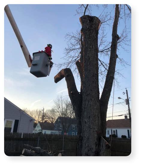 A Victor Tree And Landscaping Service A Victor Tree And Landscaping