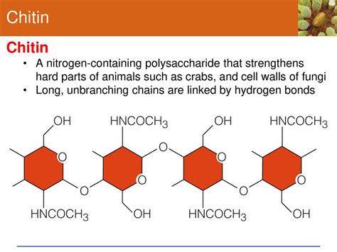 Chapter 3 Molecules Of Life Nucleic Acids Proteins And Enzymes Ppt Download