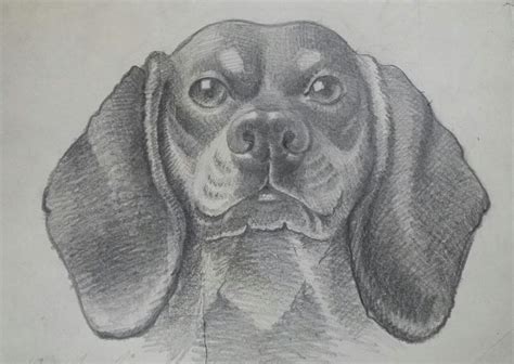 Avanzar Comedia De Enredo Triturado Dibujo A Lapiz De Un Perro Farmacia