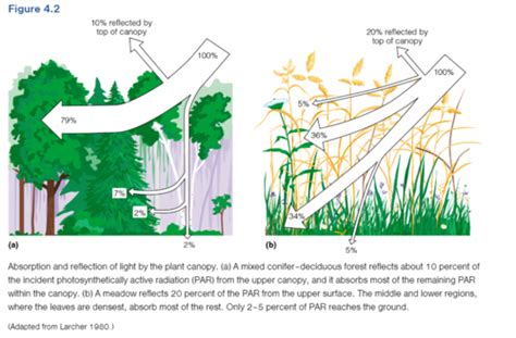 Chapter Terrestrial Environment Flashcards Quizlet
