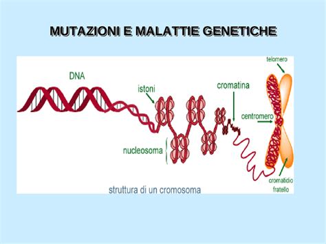 Le Mutazioni Genetiche Slide Di Anatomia Docsity