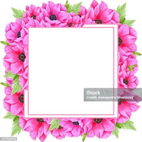 녹색 잎이 있는 손으로 그린 수채화 분홍색 말미잘 꽃 화환 흰색 배경에 격리 스크랩북 엽서 배너 라벨 0명에 대한 스톡 벡터 아트 및 기타 이미지 Istock