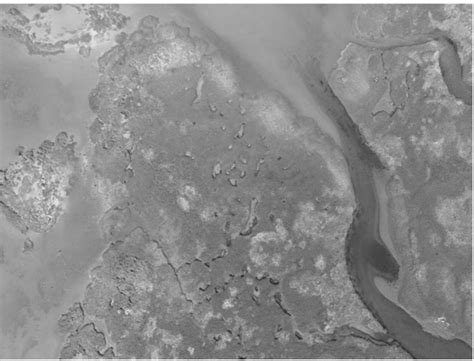 Monitoring Mapping And Modelling Saltmarsh With Uavs