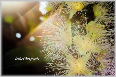 Jackie Wong S Camera