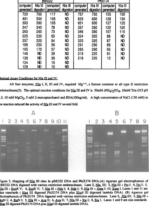 Comparson Of Dna Fragment Sizes Generated By A Computer Forthe Sequence