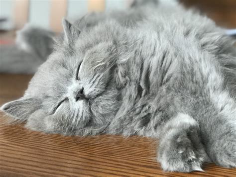 美しい毛色にうっとりグレーの長毛猫6種 もふもふポウズ