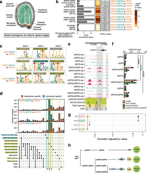 Target Genes And Motif Differences Revealed Bzip53 Bzipc Heterodimer