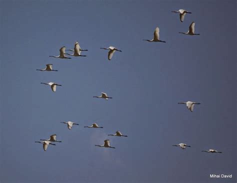 Autumn Bird Migration Natureguidero