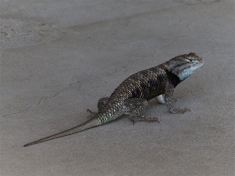 Desert Spiny Lizards Optics4Birding Nature Blog