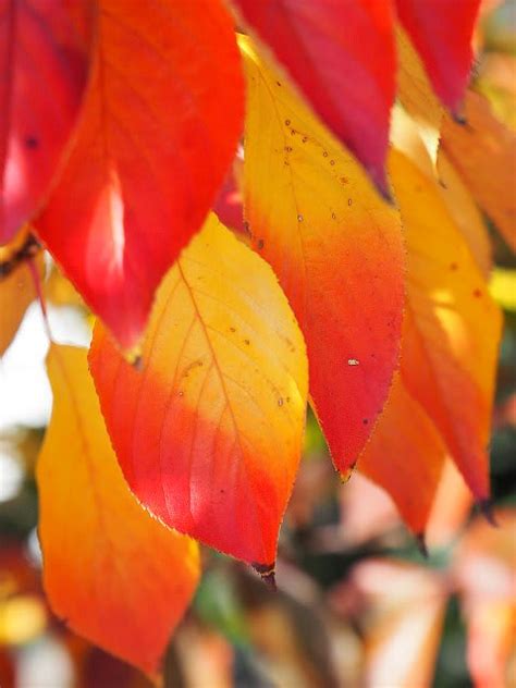 赤と黄色鮮やかな桜葉の紅葉 庭先の四季