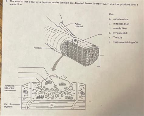 Solved 8 The Events That Occur At A Neuromuscular Junction