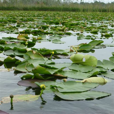 Spatterdock Sharons Florida