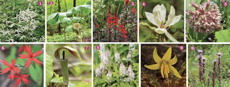 Bloomin Wild Strike Out To Discover Native Floral Treasures In Wnc
