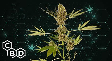 5 Best Cbd Strains Sensi Seeds
