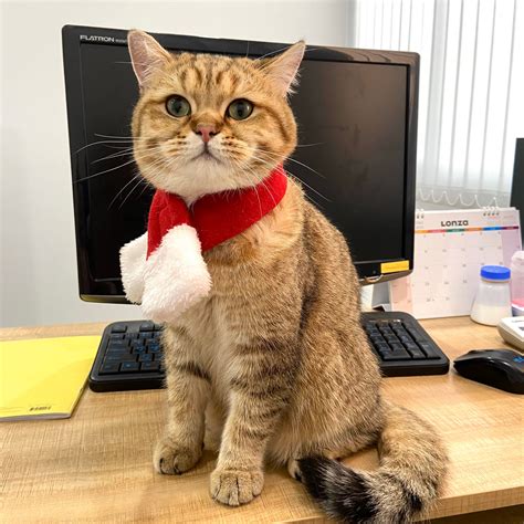 พฤหัสบดีแล้วนะมานุดดด ตินโน่แมวออฟฟิศ ชีวิตติดเงินเดือน