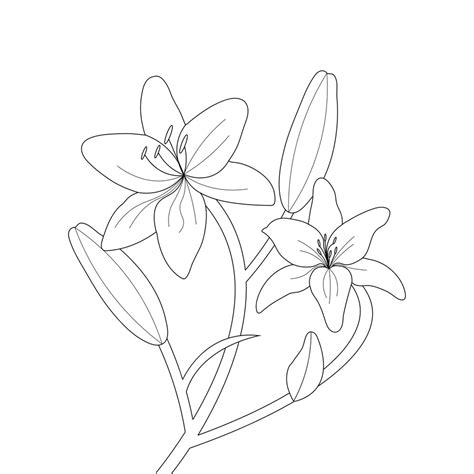 Lelie Bloem Kleurplaat Met Lijntekeningen Voor Kinderen Tekening