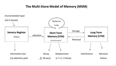 Multi Store Model Of Memory MSM Flashcards Quizlet