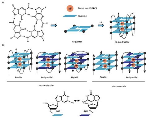 General Structure And Topologies Of G Quadruplexes G4 A