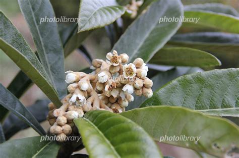 Photolibrary