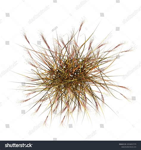 Wild Field Grass Top View Isolated Stock Illustration 2254057775