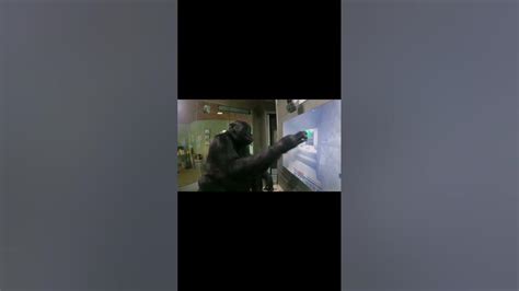 🙉 Kanzi El Chimpancé Que Juega Minecraft Youtube