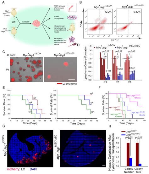 Angiocrine Factors Deployed By Tumor Vascular Niche Induce B Cell