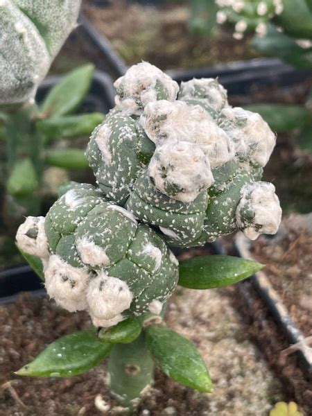 Astrophytum Asterias Turtle Muscle Cactuses Astrophytum Kaktusy