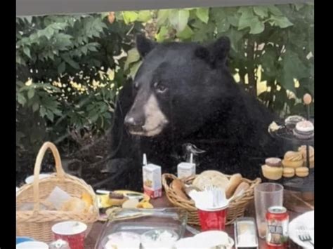 Video მოუსვენარი დათვის ბელი ლაგოდეხში