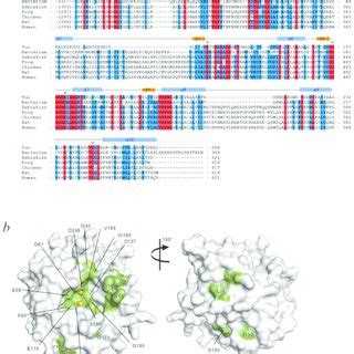 Sequence Alignment And Conserved Residues A Multiple Sequence