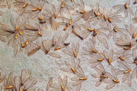 Flying Ants Sighted In Brisbane Conquer Termites Brisbane Termite