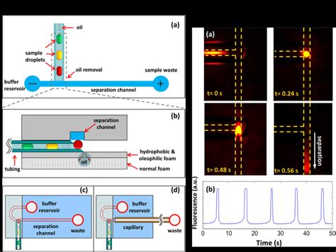 Droplet Interfaced Sample Injection Into The Separation Channel Download Scientific Diagram