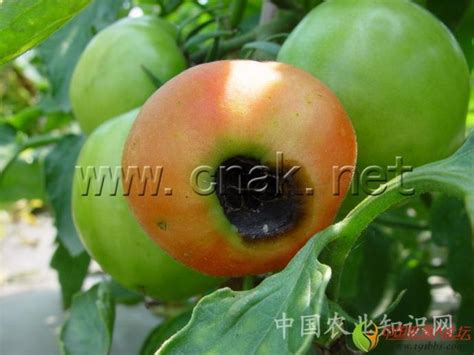 【番茄病害大全】高清详解！（精品）植保技术191农资人 第2页 农技社区服务平台
