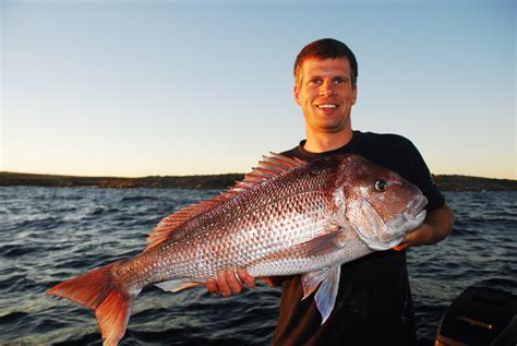 Snapper Basics Part1 Fishing World Australia