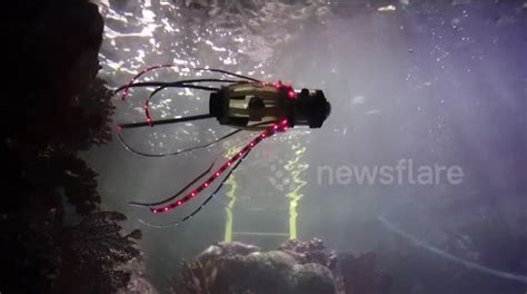 California Designers Build Squid Robot That Swims Underwater Buy