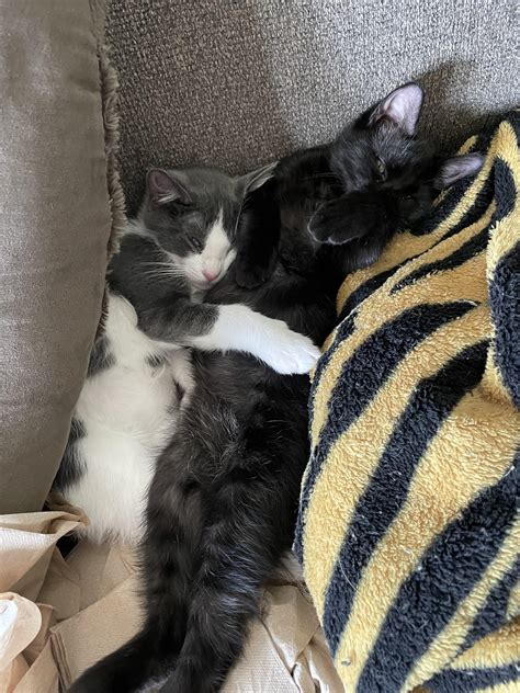 If Youre Not Smushed Together No Sleeping Rcatsoncats