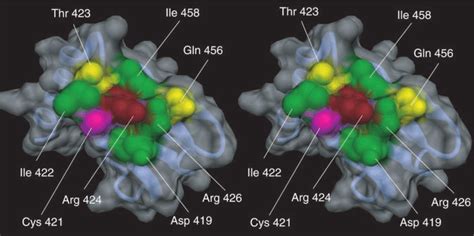 Location Of The Mutations On The Iib Structure A Stereo Representation