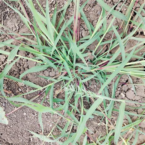 Weed Detection Weed Detection Xs07j Roboflow Universe