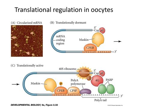 Ppt Bio 127 Section I Introduction To Developmental Biology