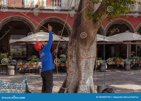 Tree Trimmer Uses Specialized Climbing And Cutting Editorial Stock Photo Image Of Professional