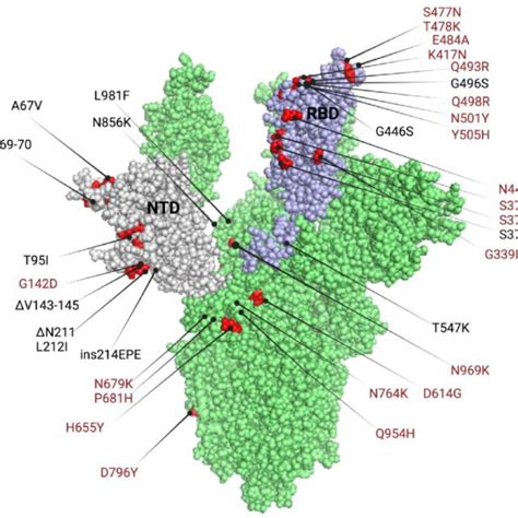 3d Structure Of Sars Cov 2 S Protein Pdb 7vne Highlighting The Download Scientific Diagram