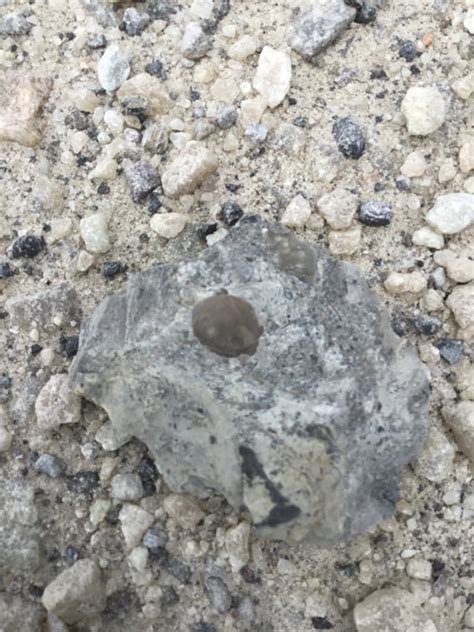 Fossils Of Manitoulin And Area Kane X Faucher