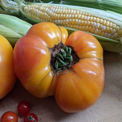 Tomato Ginfiz White Flower Farm