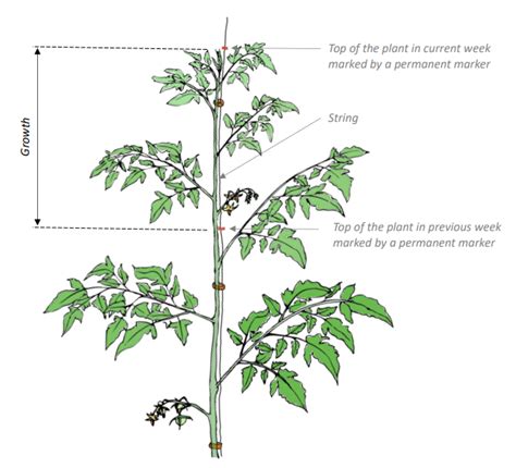 Growth Crop Registration Measurement