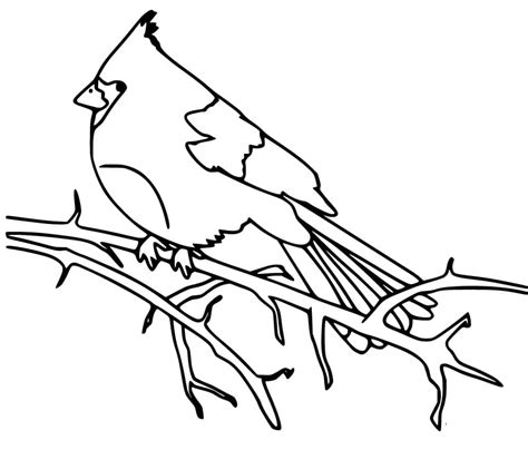 Cardinal Coloring Pages Coloringlib