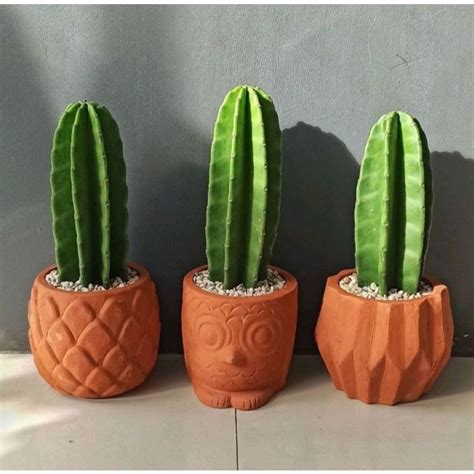 Jual Kaktus Koboi Shopee Indonesia