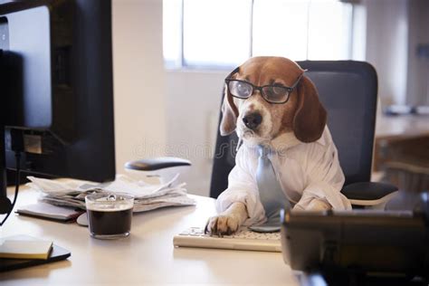 Beagle Dressed As Businessman Works At Desk On Computer Stock Image Image Of Humorous