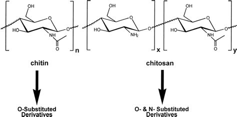 Polysaccharide Chitin